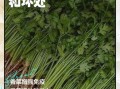 香菜的功效与作用及禁忌_香菜的正确吃法与用量