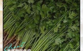 香菜的功效与作用及禁忌_香菜的正确吃法与用量