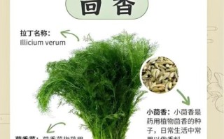 茴香怎么吃_茴香的家常做法大全
