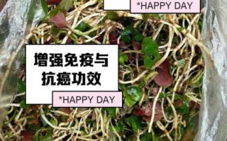 鱼腥草要吃几天消炎_鱼腥草消炎吃多久见效