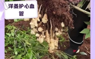 吃洋姜有什么好处_洋姜的功效与作用