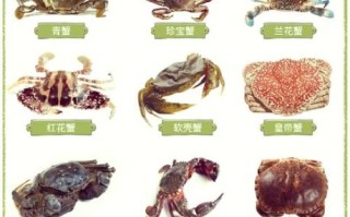 海螃蟹种类及名称图片大全_如何快速区分常见海蟹