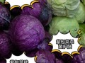 紫包菜怎么保存_紫包菜可以生吃吗