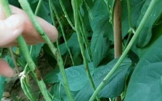 豆角电影网站怎么样_豆角电影安全吗 豆角电影网站怎么样_豆角电影安全吗