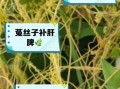 菟丝子怎么读_菟丝子功效与作用