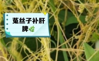 菟丝子怎么读_菟丝子功效与作用