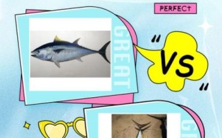 蓝鳍金枪鱼为什么这么贵_蓝鳍金枪鱼多少钱一斤