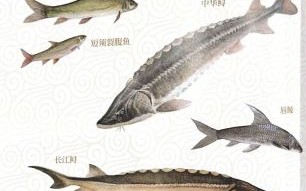 长江鱼类图片大全_如何分辨常见鱼种