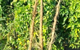 山药怎么种_山药种植时间和方法