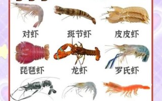 海虾和淡水虾的区别_哪个更好吃