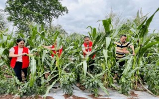 蔬菜人大闯关怎么玩_蔬菜人大闯关通关技巧