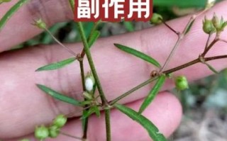 肝炎患者能喝白花蛇舌草吗_白花蛇舌草对肝炎的功效与副作用