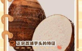 芋头图片高清_如何挑选优质芋头