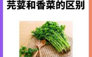 香菜为什么叫芫荽_芫荽和香菜的区别