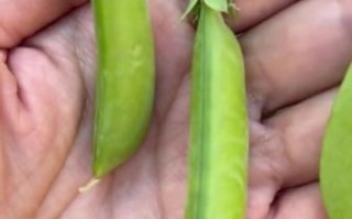 荷兰豆原产地是哪个国家_荷兰豆为什么叫荷兰豆