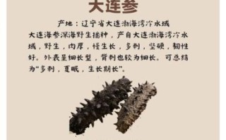 海参品种排名和价格_哪种海参最贵