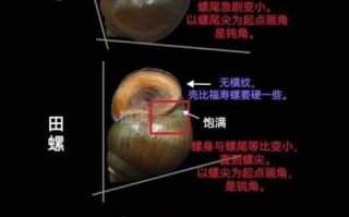 螺图片大全_如何区分常见淡水螺