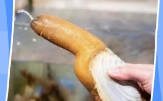 象拔蚌是什么意思啊_象拔蚌的梗怎么来的