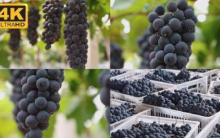 葡萄视频怎么下载_葡萄视频打不开怎么办