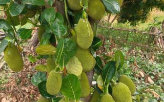 菠萝怎么种植_菠萝种植方法视频