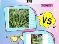 菜苔是什么菜_菜苔和油菜苔的区别