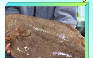 多宝鱼的皮一定要撕吗_不撕皮能不能吃