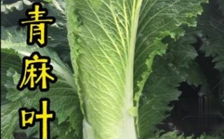 天津冬菜能不能直接吃_天津冬菜生吃安全吗