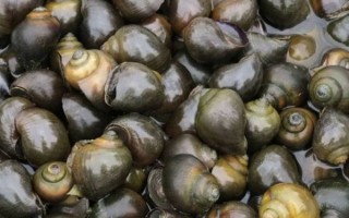 福寿螺图片大全大图_福寿螺长什么样