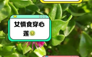 吃穿心莲的禁忌有哪些_哪些人不能吃穿心莲