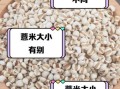 大薏米和小薏米的区别_哪个祛湿更好