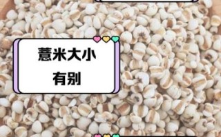 大薏米和小薏米的区别_哪个祛湿更好