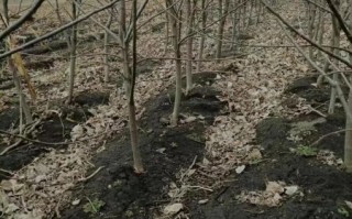 鸡心果树苗多少钱一棵_鸡心果树苗价格表