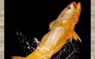 黄花鱼长什么样_黄花鱼外形特征