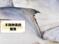 鲳鱼读音怎么读_鲳鱼拼音声调是什么