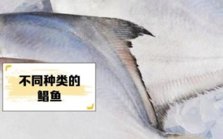 鲳鱼读音怎么读_鲳鱼拼音声调是什么