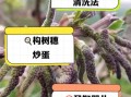 构树穗的功效与作用_构树穗的禁忌有哪些