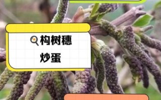 构树穗的功效与作用_构树穗的禁忌有哪些