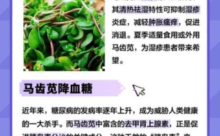 马齿苋吃多了会怎样_马齿苋过量副作用