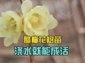腊梅树怎么养_腊梅树多久开花