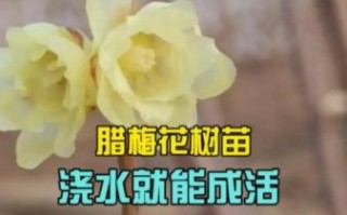 腊梅树怎么养_腊梅树多久开花