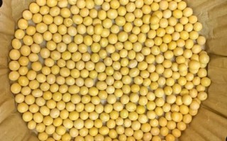 泡发的黄豆怎么做好吃_泡好的黄豆做什么菜