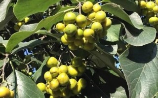 野枇杷干的功效与作用_野枇杷干能止咳吗