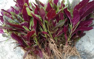 苋怎么读拼音_苋粤语发音是什么