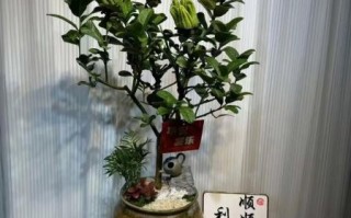佛手花盆景怎么养_佛手花盆景图片大全