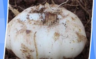 新鲜百合怎么保存时间长_新鲜百合能放多久