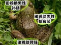 田鸡能吃吗_田鸡营养价值与食用禁忌