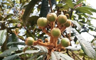 野枇杷的功效与作用_野枇杷怎么吃最好