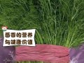 鲜茴香怎么吃_鲜茴香的做法大全