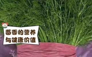 鲜茴香怎么吃_鲜茴香的做法大全