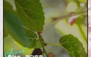 桑树叶泡水喝的功效与禁忌_桑树叶泡水喝的正确方法